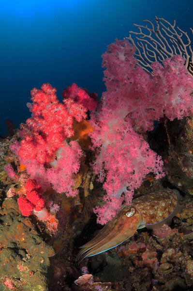 Olympus: New Underwater Photo Gallery Showcases “The Beauty Below ...
